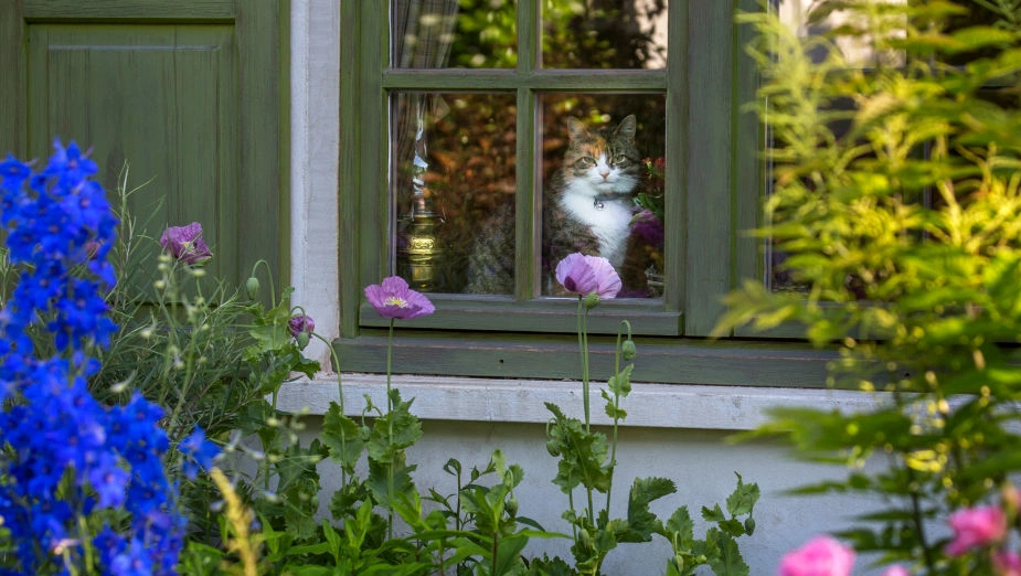 Indoor cat care that keeps whiskers happy