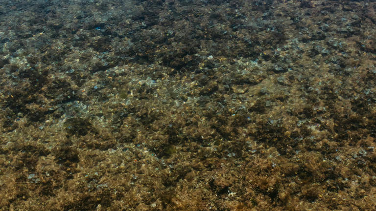 Researchers just revived microbes buried in rock beneath the seafloor ...