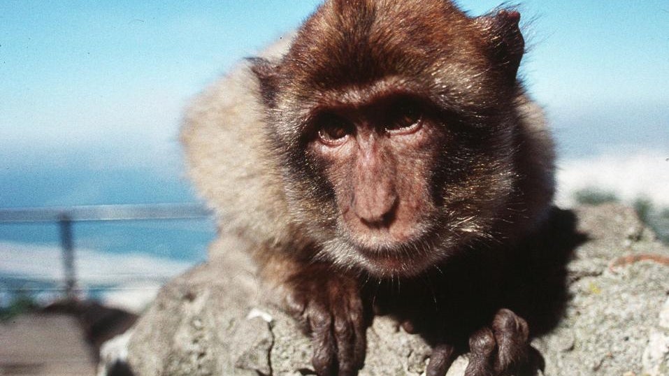 Ni fruta ni hojas: así ha cambiado la dieta de los monos de Gibraltar ...