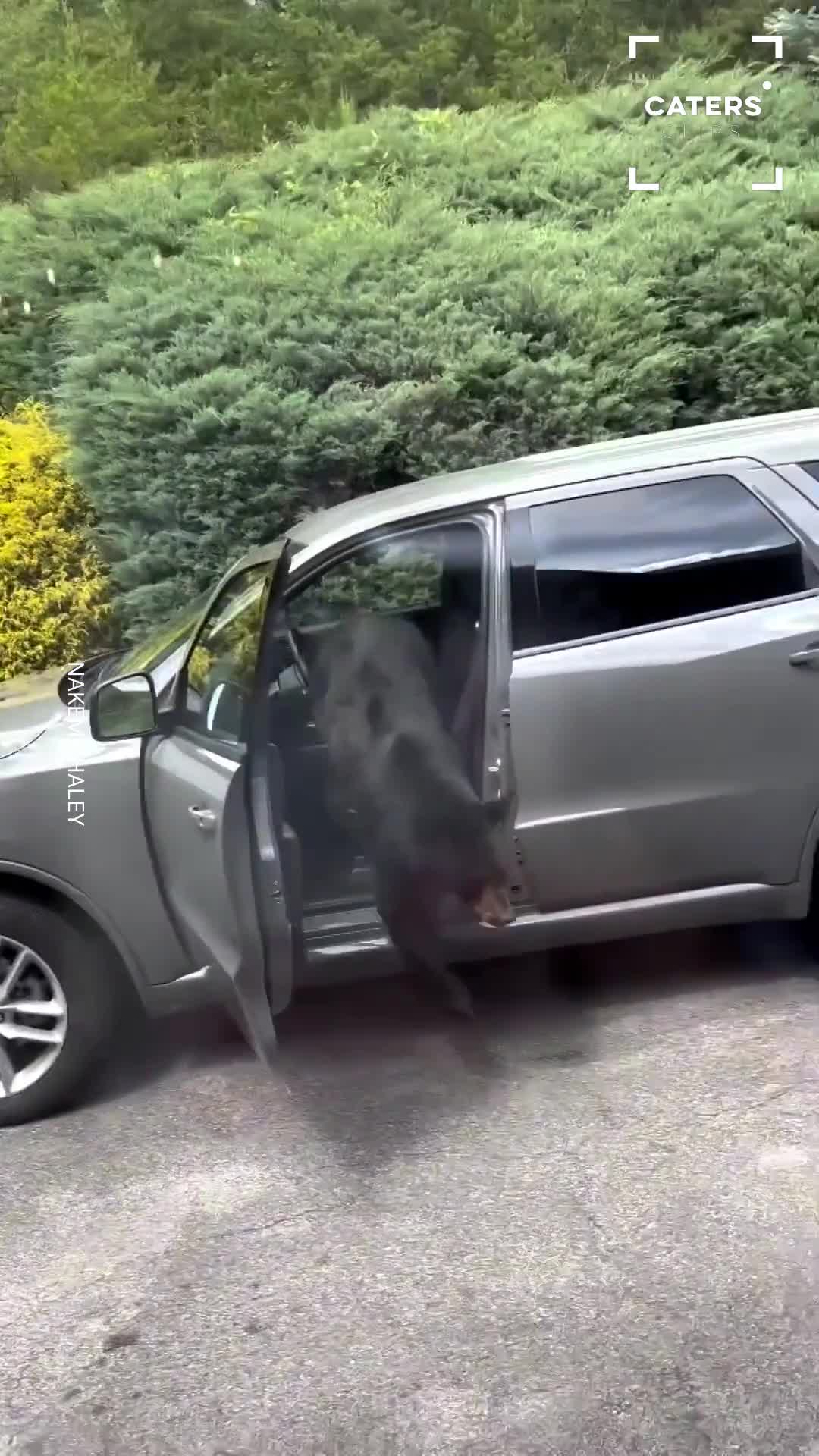 Bear opens car door and climbs inside in Tennessee