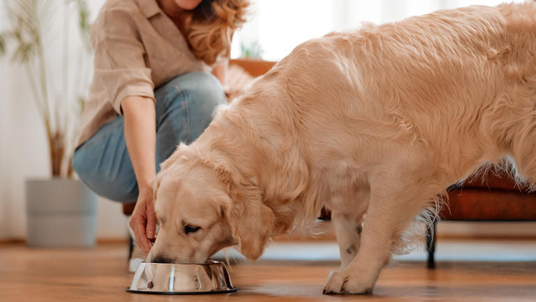 Popular pet food brand halts production after FDA warns of possible ...