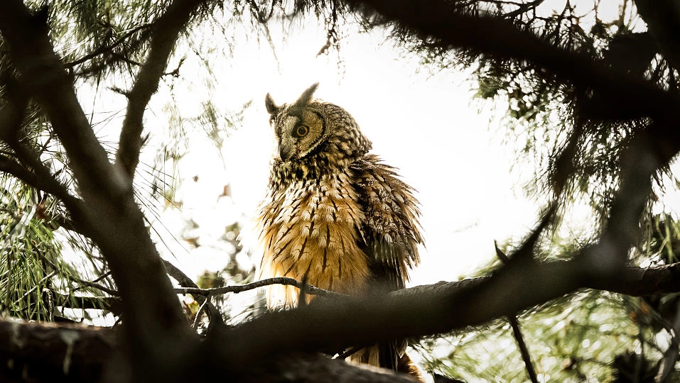 How to make your yard an owl haven