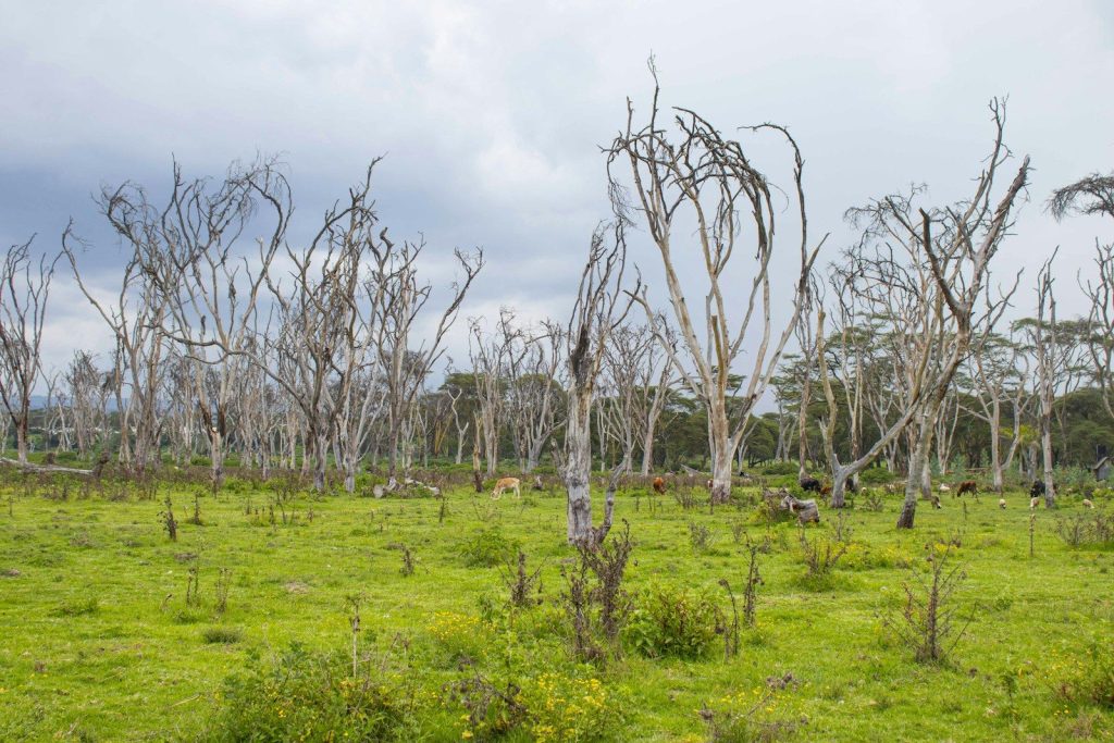 When homesick settlers released animals that changed ecosystems forever
