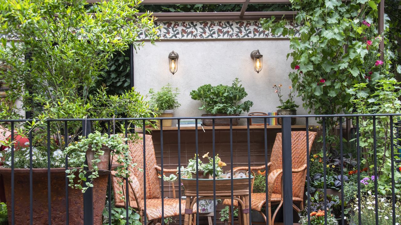 Patio plants that practically look after themselves – 5 flowers that ...