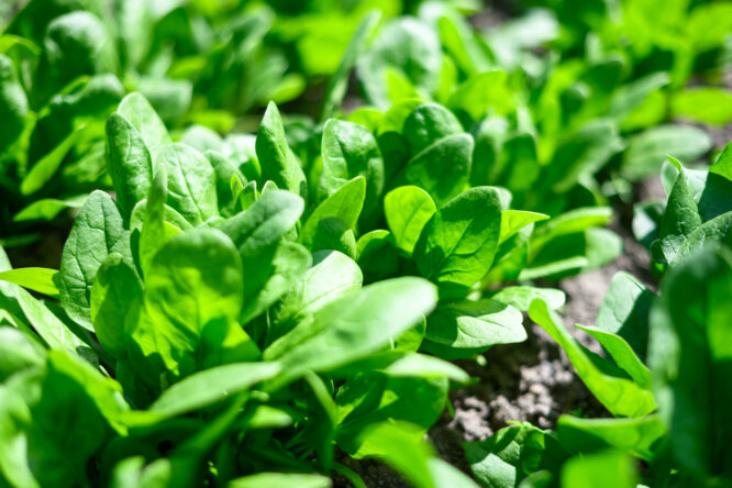 How to grow spinach at home and harvest it in just a few weeks