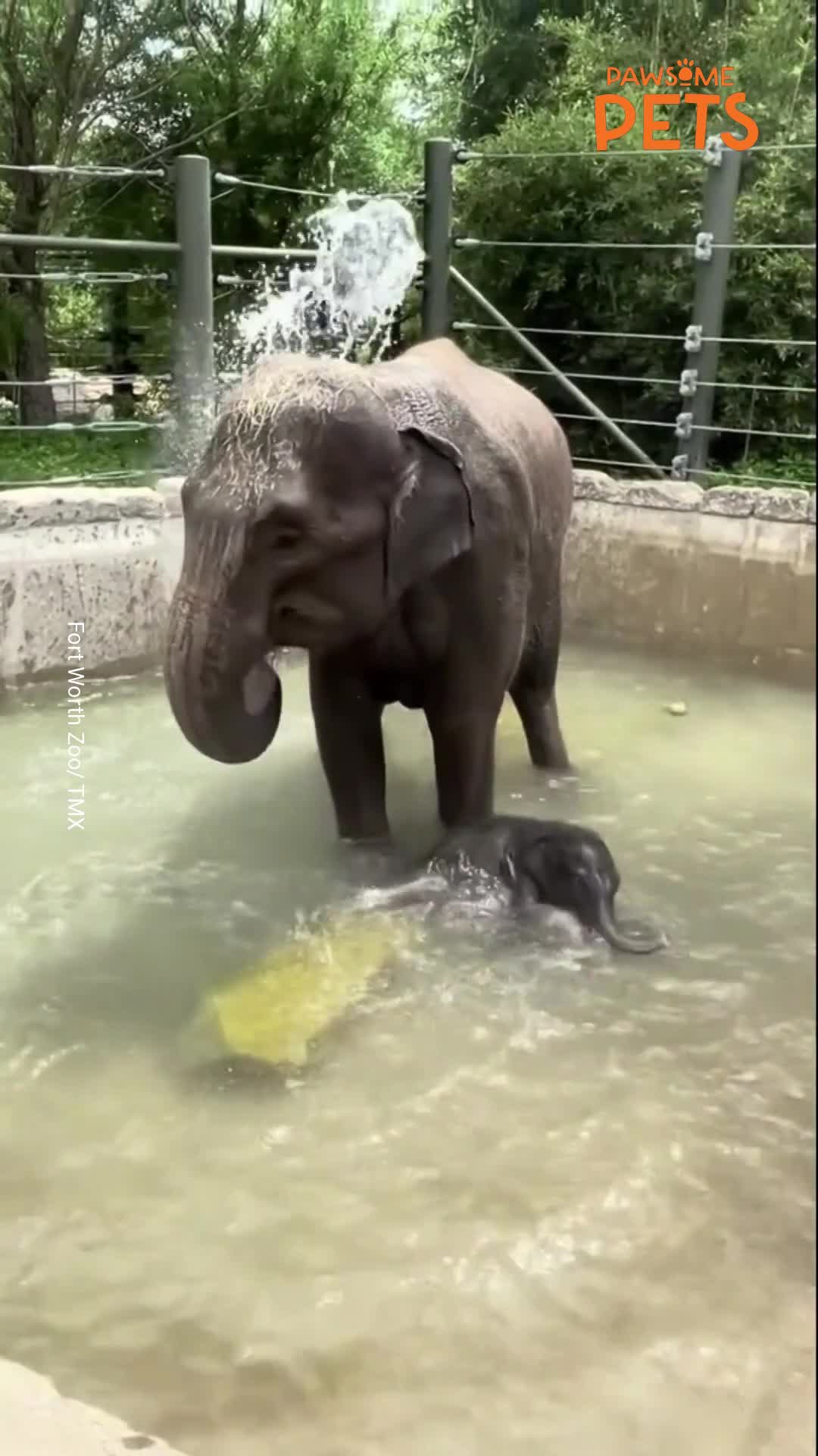 Baby elephant takes first swim with mom at Texas zoo