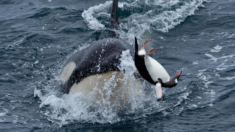 Scientists say this is the apex predator of the ocean (and it's not ...