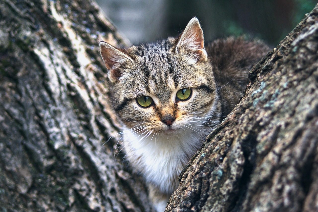 Why was a tiny kitten stuck to the pavement?