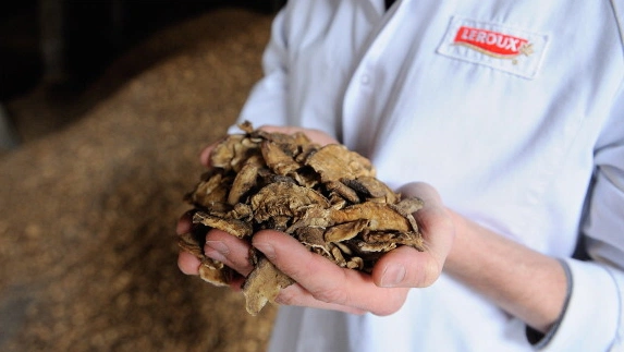 Why chicory coffee feels like home in a cup