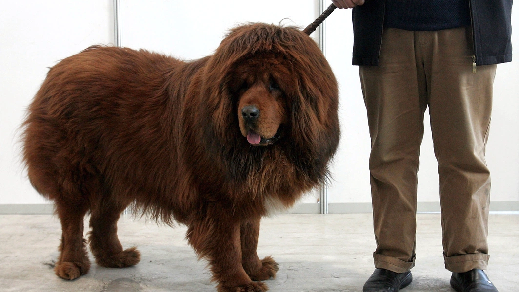 Mastiff life: from history to happy homes