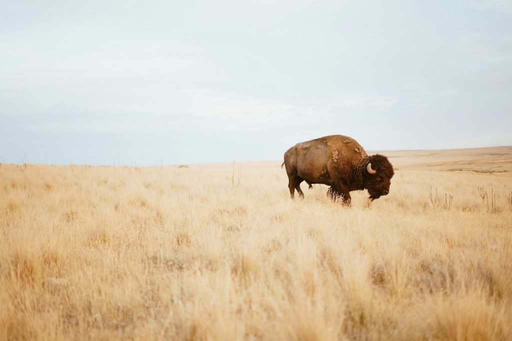 Wild animals that made America’s roads feel much smaller
