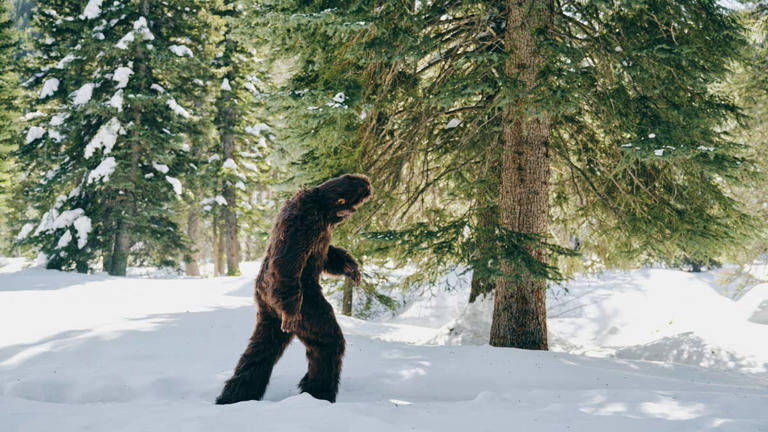 Recent Bigfoot sightings spark renewed interest in cryptozoology