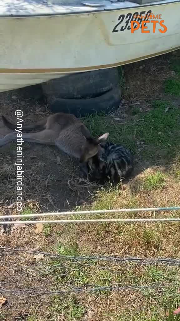 Cat and rescued kangaroo share adorable relationship