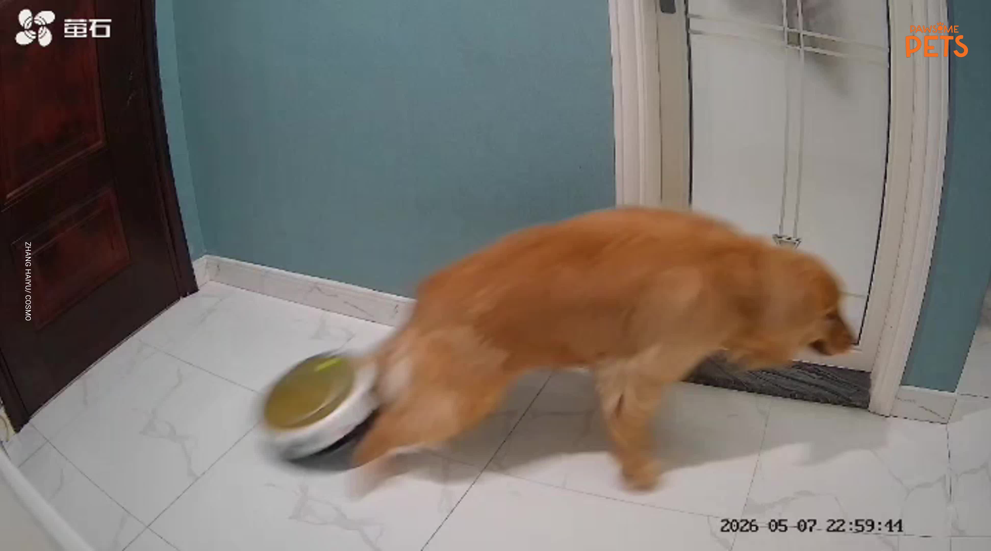 Robot vacuum refuses to let go after sucking up golden retriever’s tail