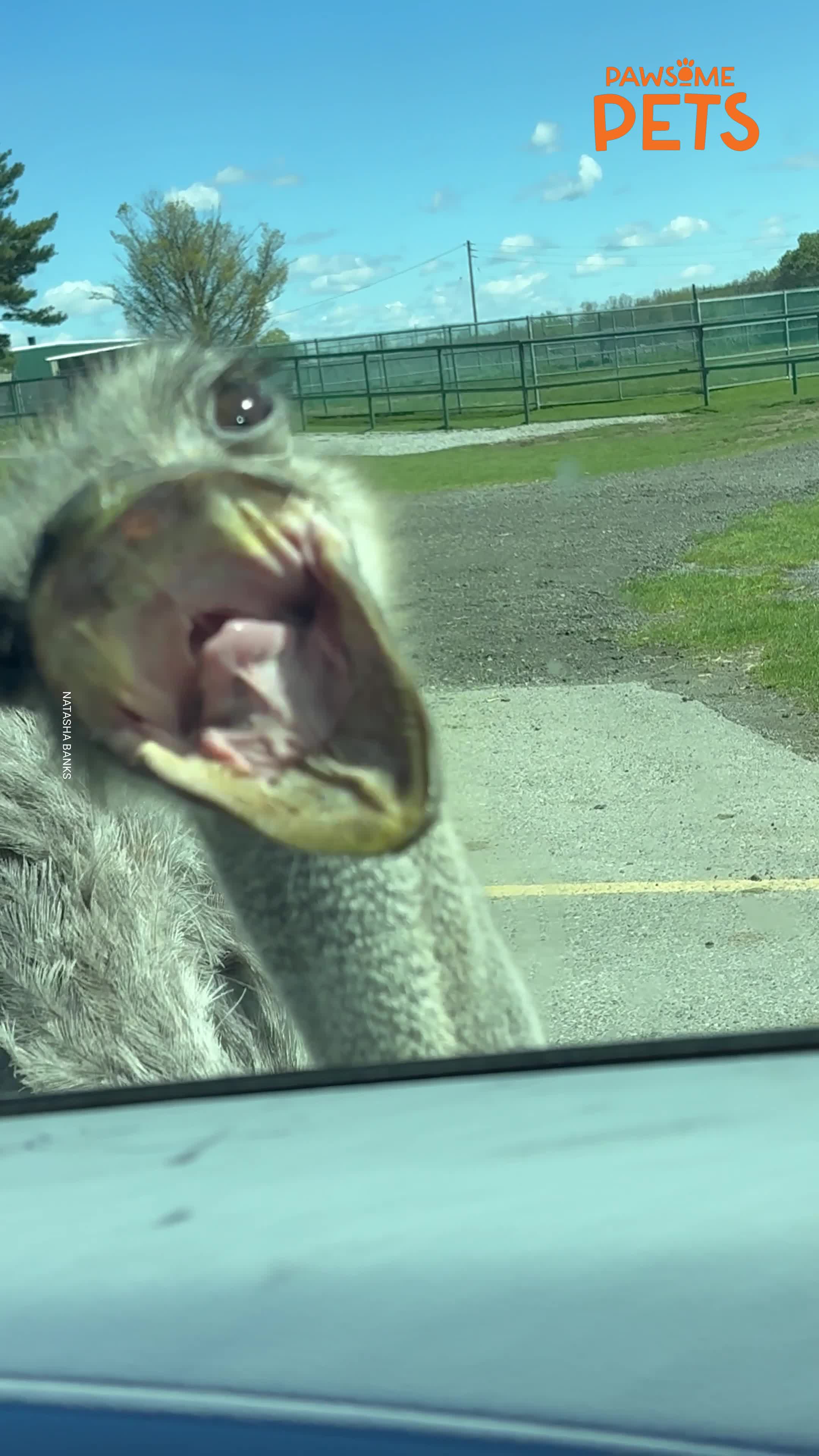 Family screams as ostrich pecks car window at safari