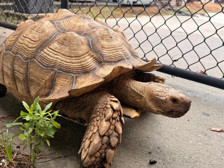 Tortoise hits top speed of 0.2mph and blocks traffic: Hanahan PD