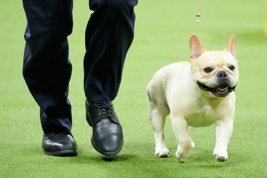 Baton Rouge Kennel Club hosts annual Jambalaya Cluster Dog Show