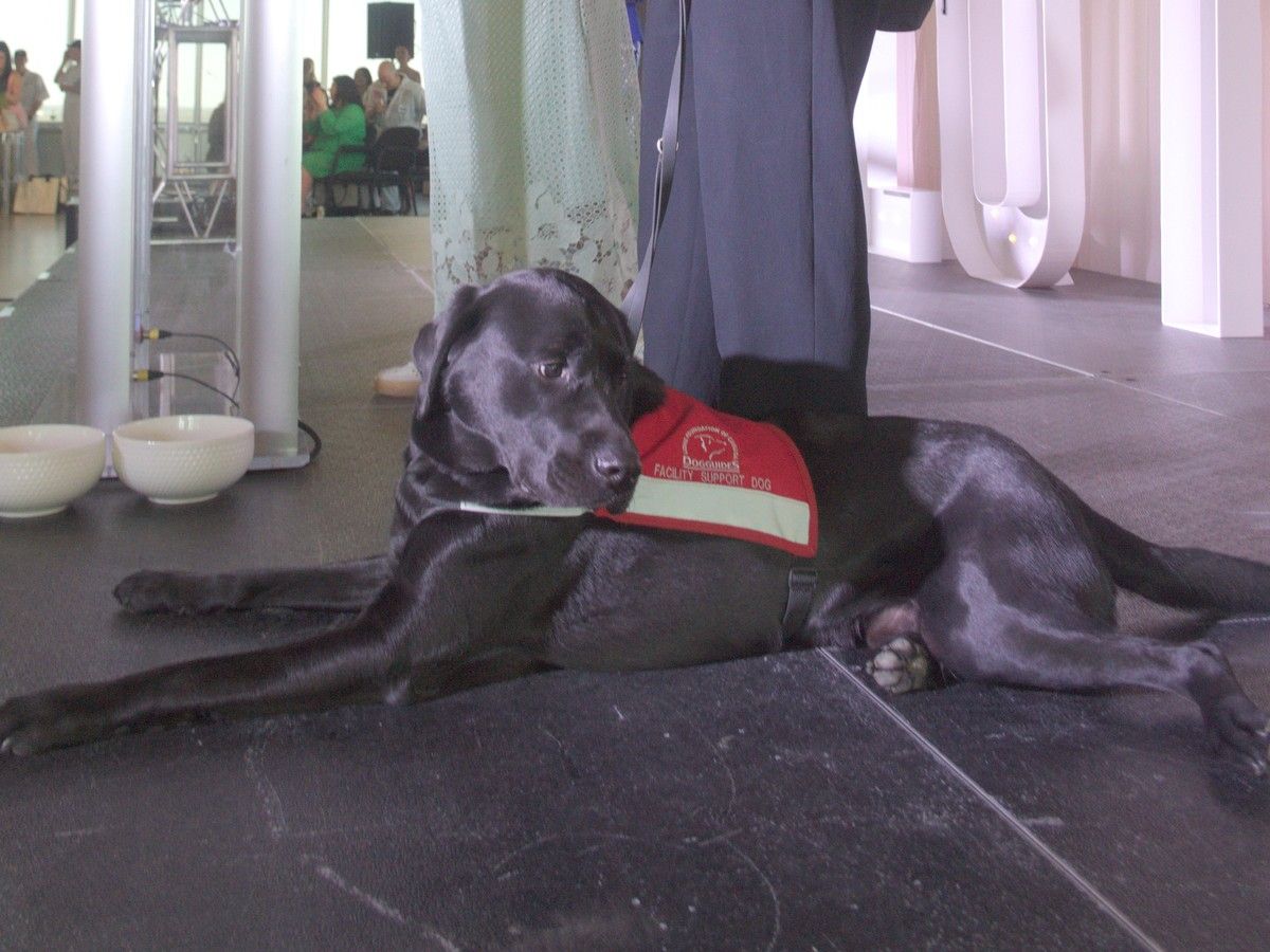 Edmonton's Zebra Centre introduces latest 'buddy dog' for traumatized ...