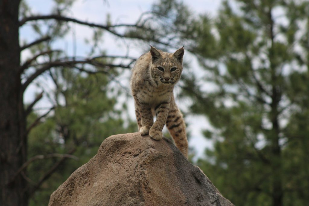 Toddler thinks backyard bobcat is just a friendly kitty