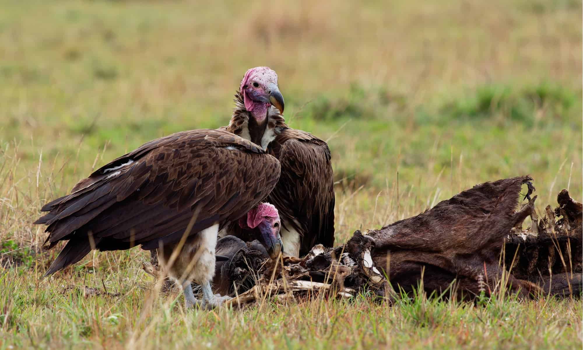 25 intimidating animals that are far less dangerous than they look