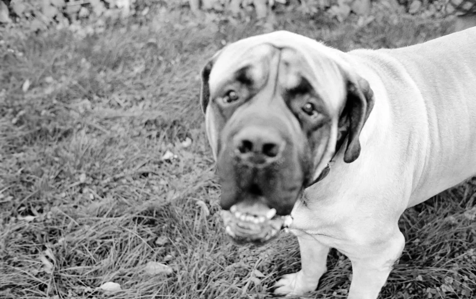 Mastiff life: from history to happy homes