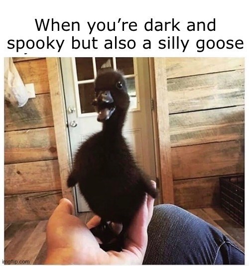 'Honestly, at this point whatever': A sampling of memes for your ...