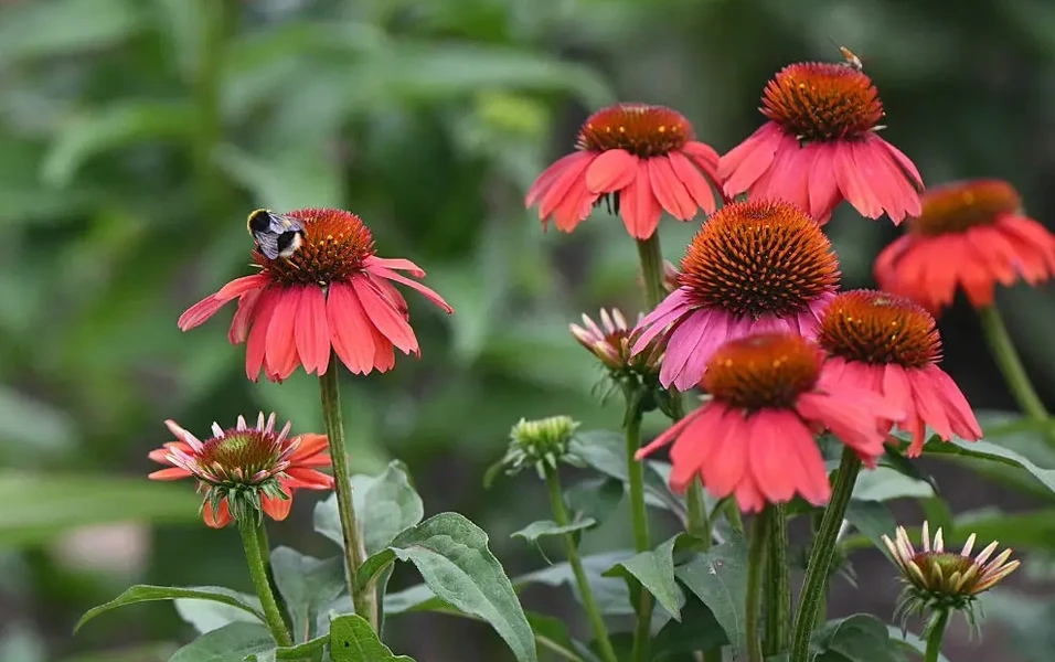 Coneflower magic for every garden style