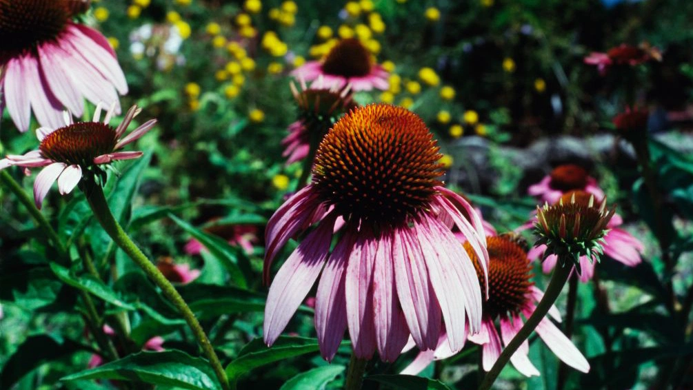 Coneflower magic for every garden style