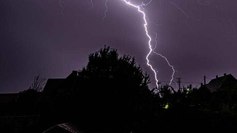 Scientists just cracked why some trees survive direct lightning strikes ...