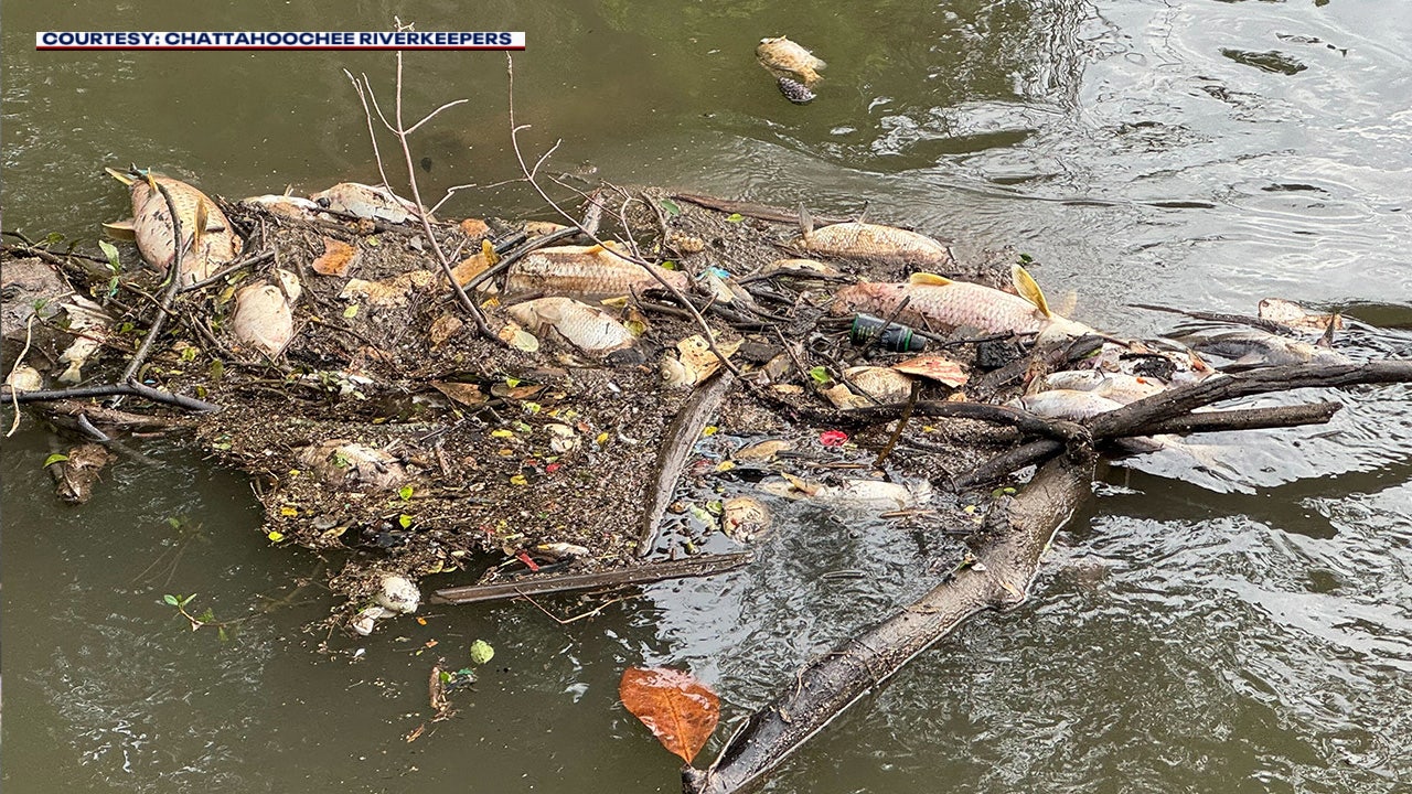 Sewage overflows, drought, heavy runoff blamed for massive ...
