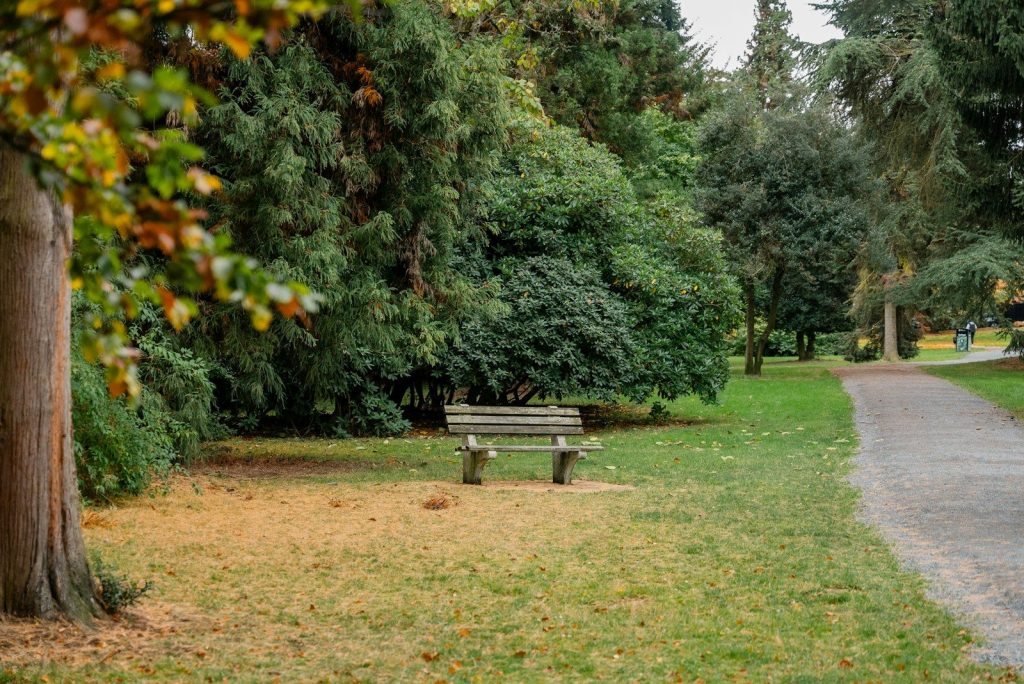 Why did this cat wait in the same park daily?