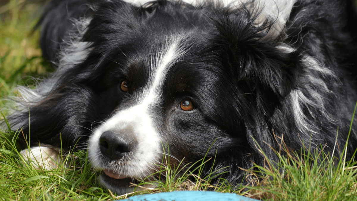 The 13 clingiest dog breeds that hate being alone