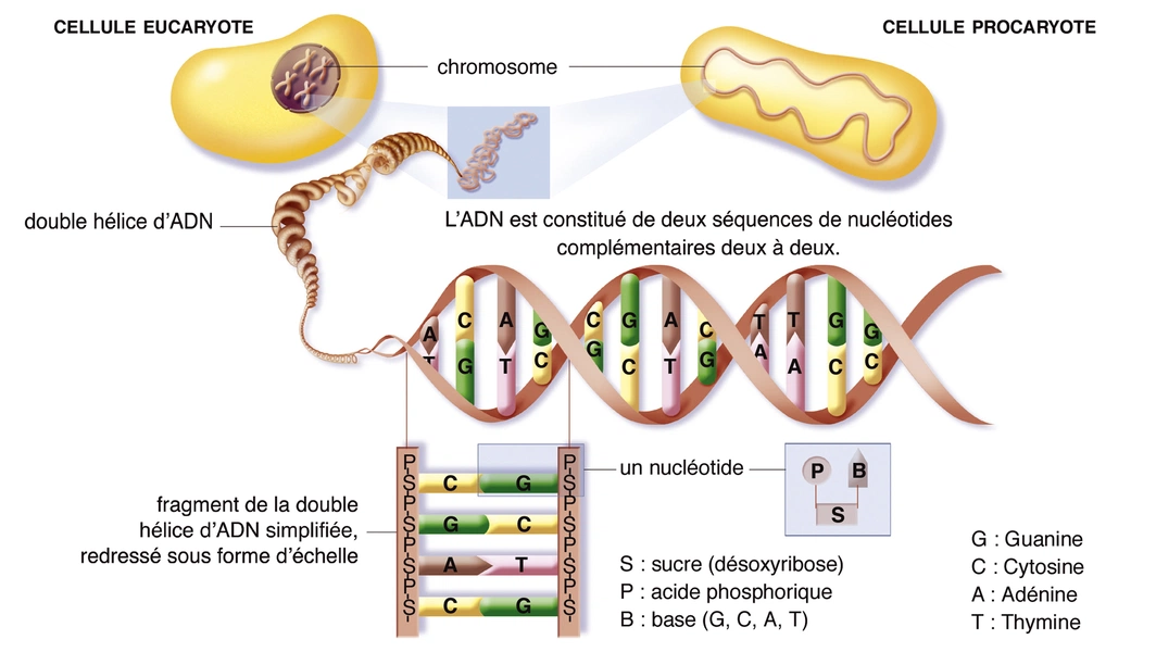 DNA decoded from life’s blueprint to nanotech