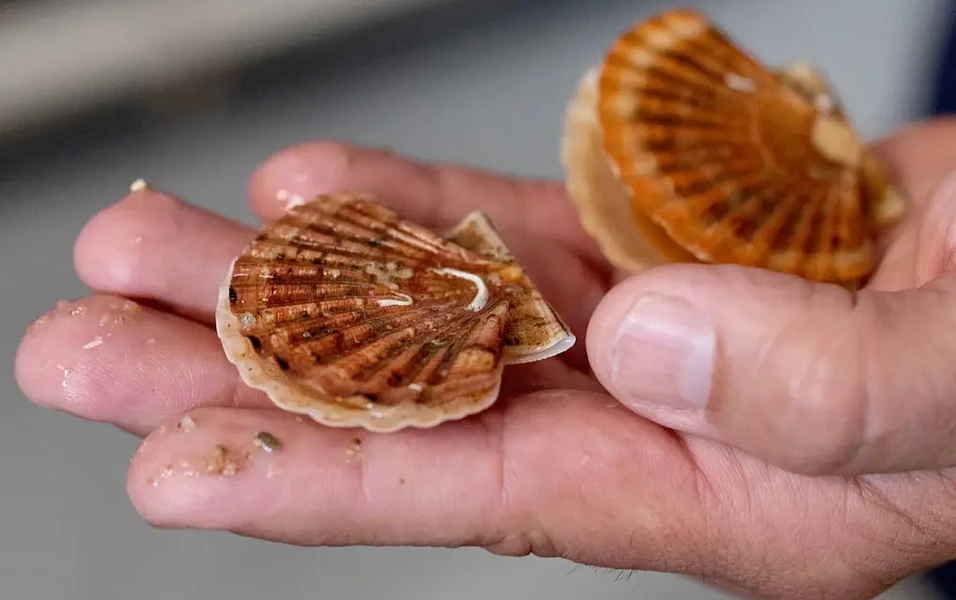 Master the art of cooking scallops