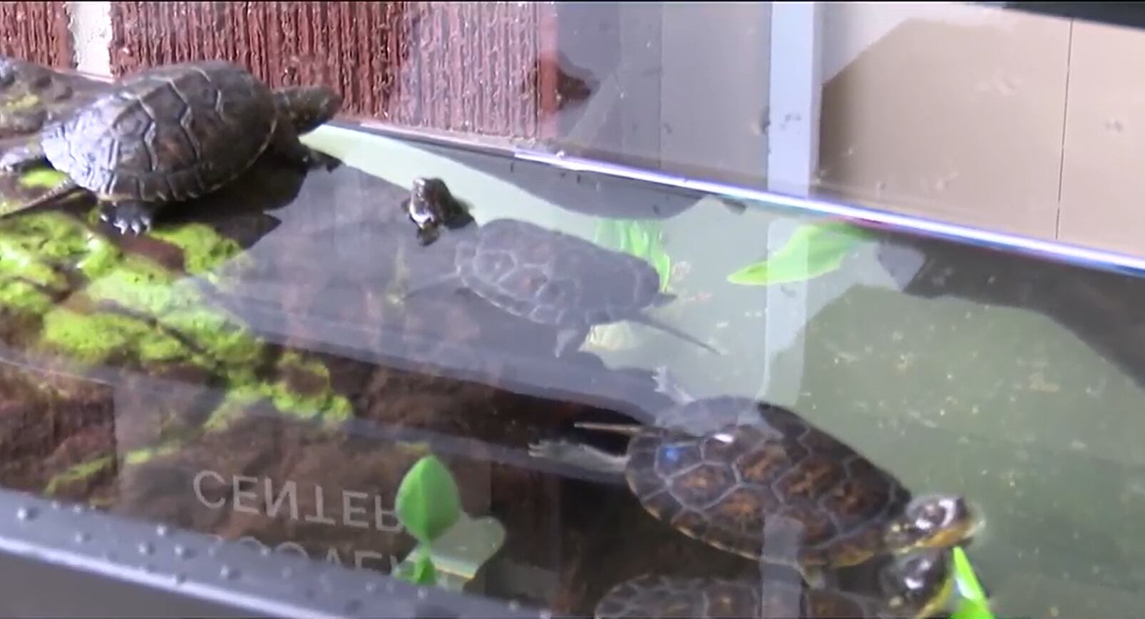 Potter Park Zoo releases Blanding’s turtles, celebrates World Turtle Day