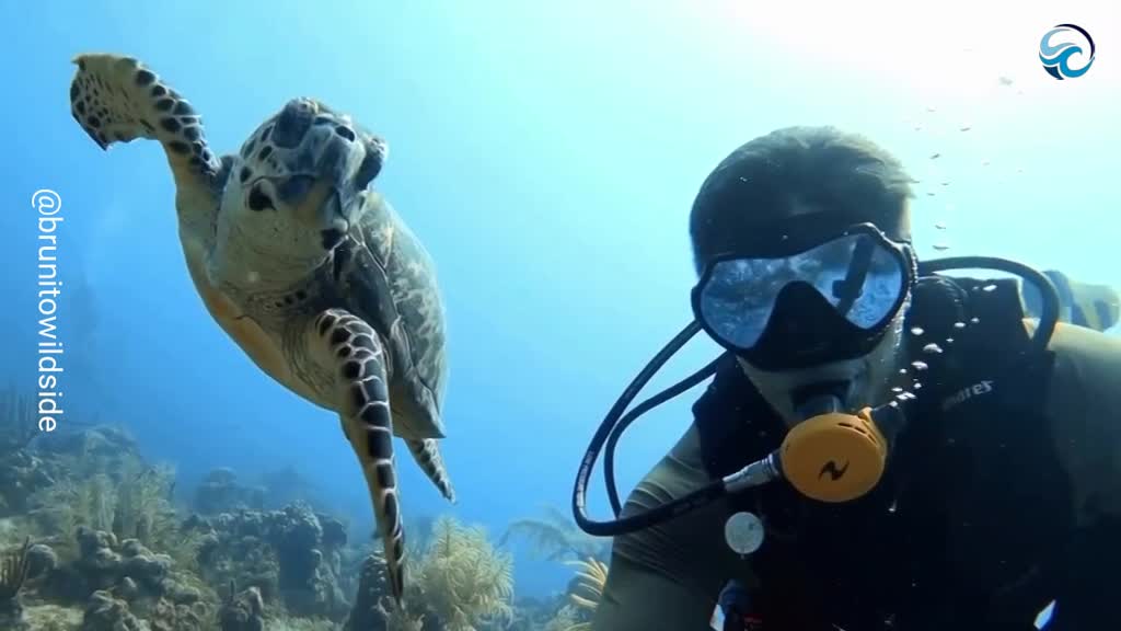 Sea turtle glides beside diver