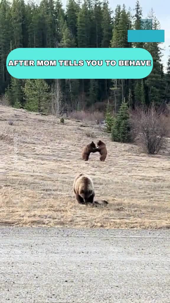 Bear cubs’ play fight caught on camera