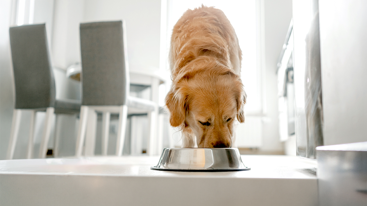 Popular pet food brand halts production after FDA warns of possible ...