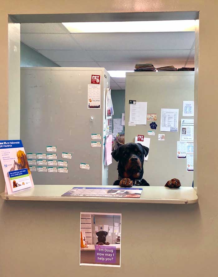 40 dogs who have real jobs