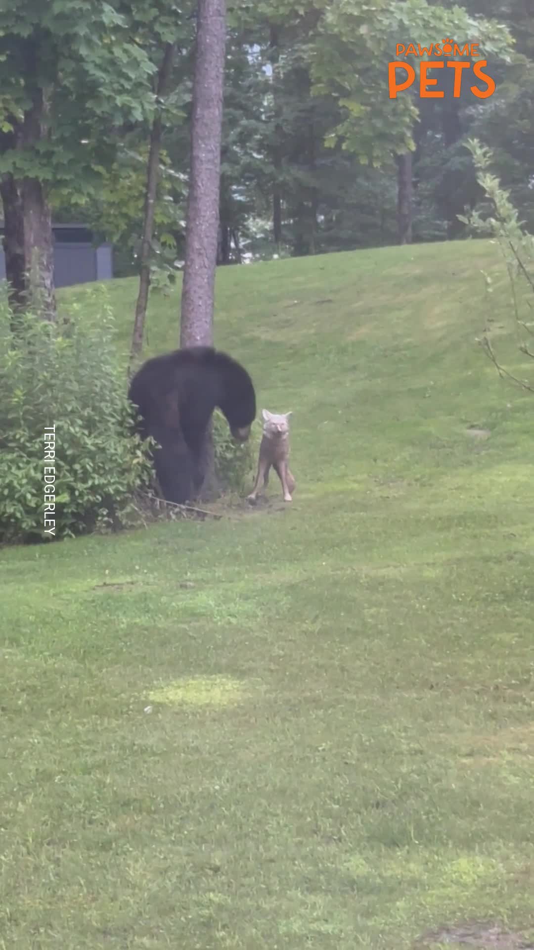 Bear attacks fox statue