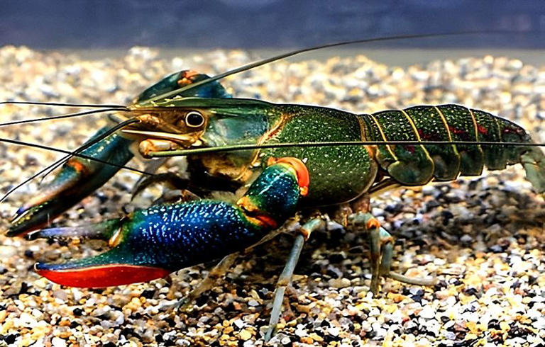 The Australian crayfish invading our rivers and threatening the ...