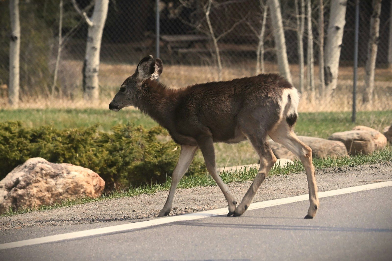 Wild animals that made America’s roads feel much smaller