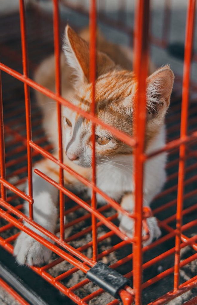 Why was a tiny kitten stuck to the pavement?
