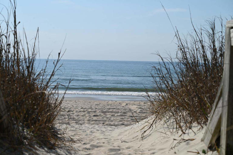 200-pound sea creature found dead on NC beach was likely hit by boat ...