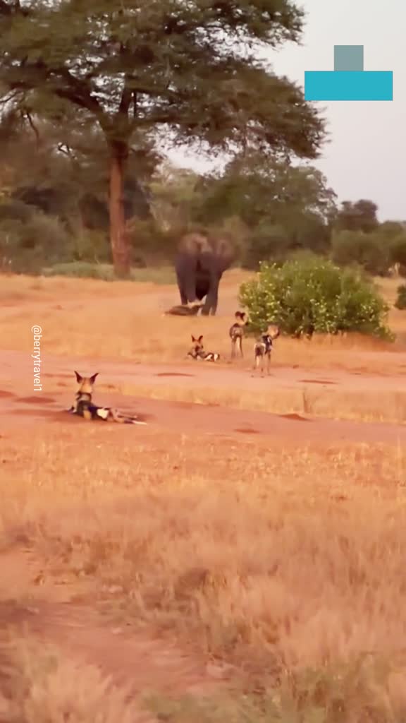 Elephant charges at pack of wild dogs to protect herd