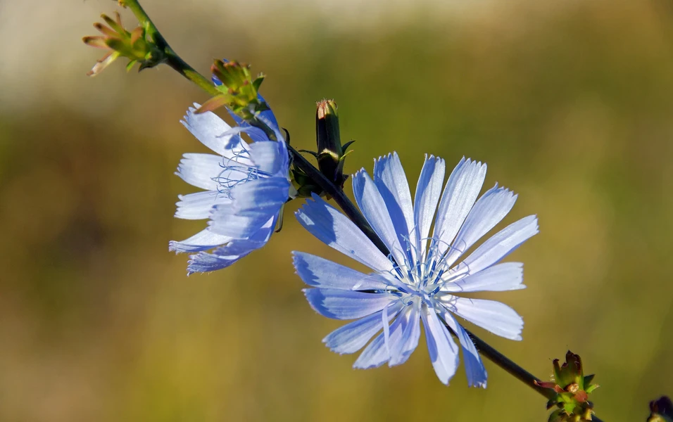 Why chicory coffee feels like home in a cup