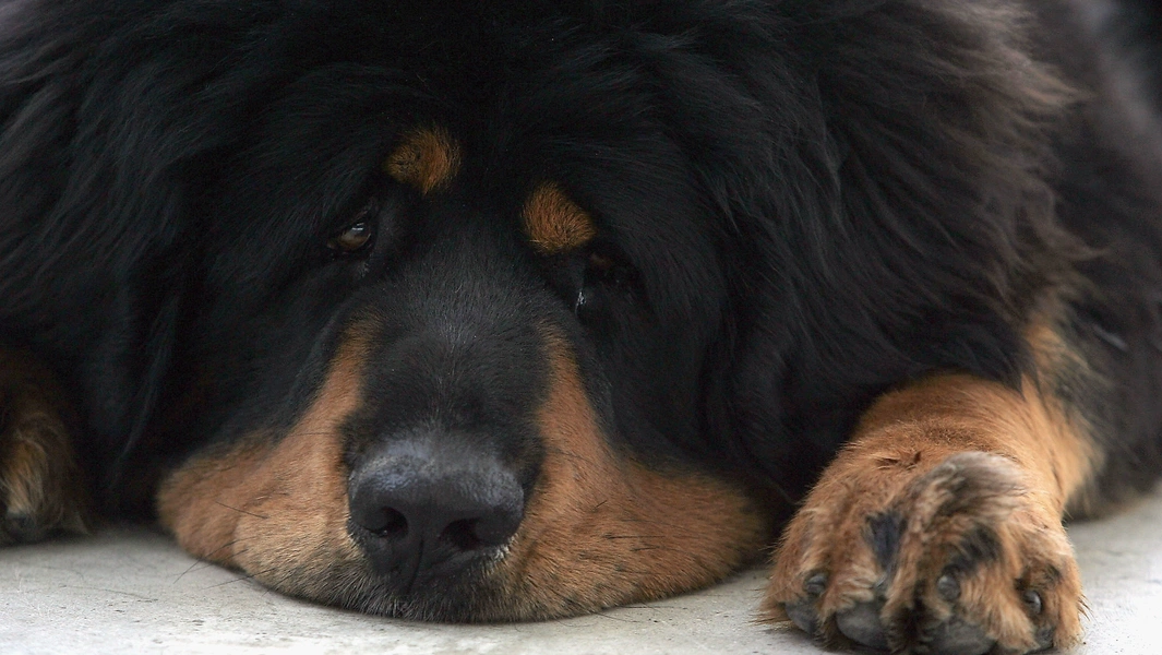 Mastiff life: from history to happy homes