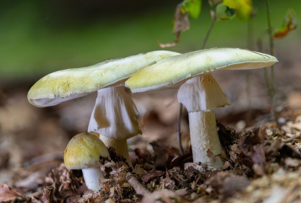 Wild mushroom poisonings spike in Northern California amid 'extremely ...