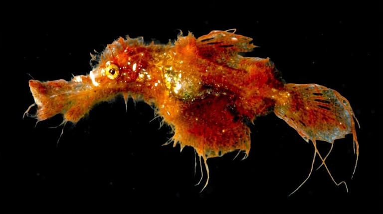 A bright orange fish that looks like Mr. Snuffleupagus turned out to be ...
