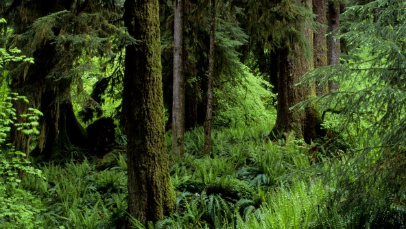 Step into the magic of Hoh Rain Forest